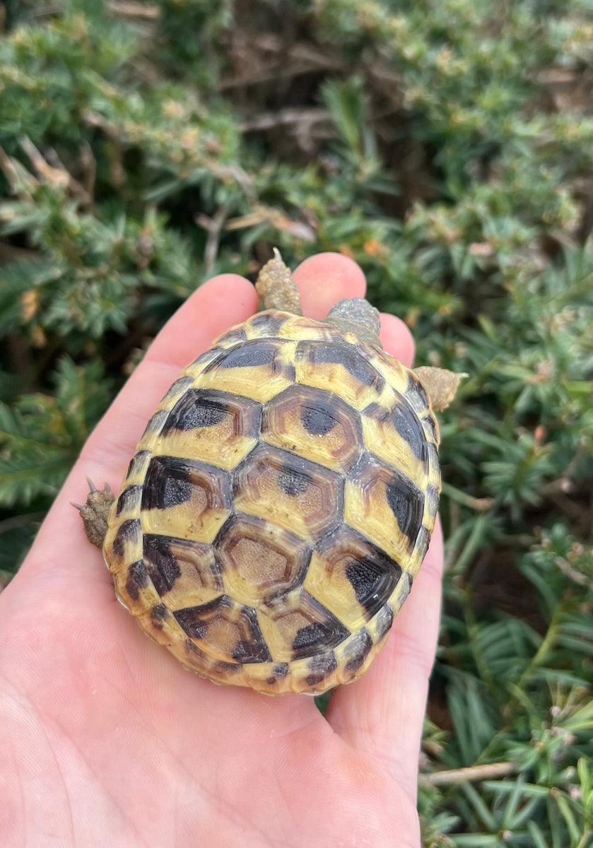 Yearling Hermann’s Tortoise (2) – Scales and Tails of Ohio