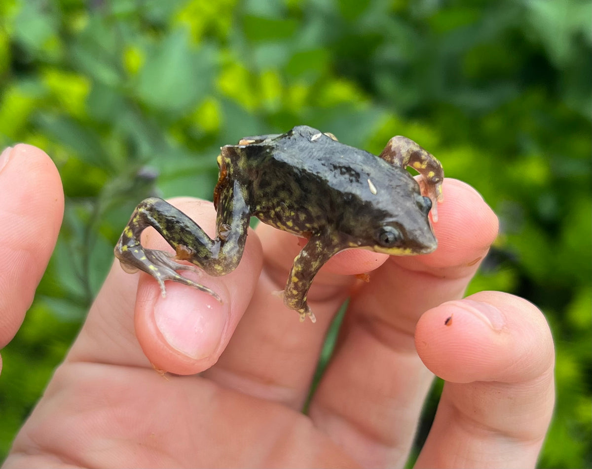 Togo Rain Frog – Scales and Tails of Ohio