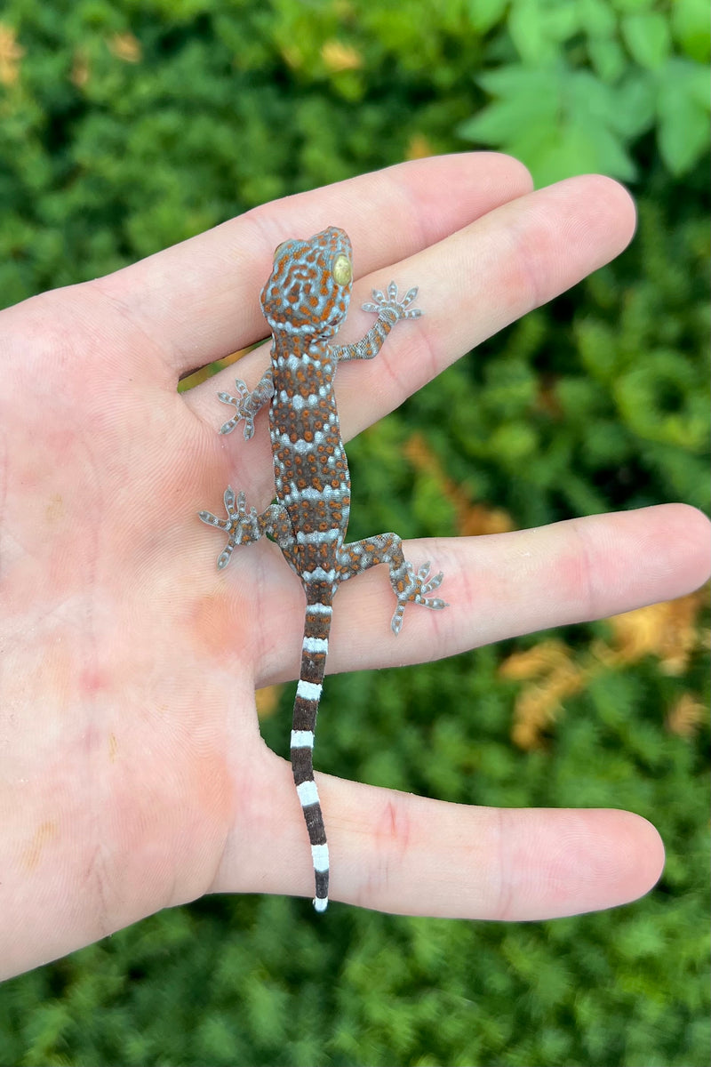 Baby Tokay Gecko (1) – Scales and Tails of Ohio