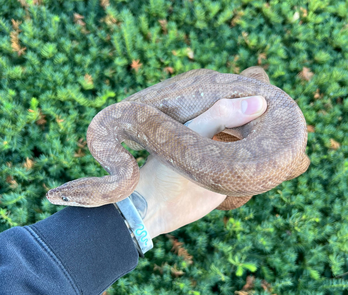 Sub-Adult Columbian Rainbow Boa (Male) – Scales and Tails of Ohio