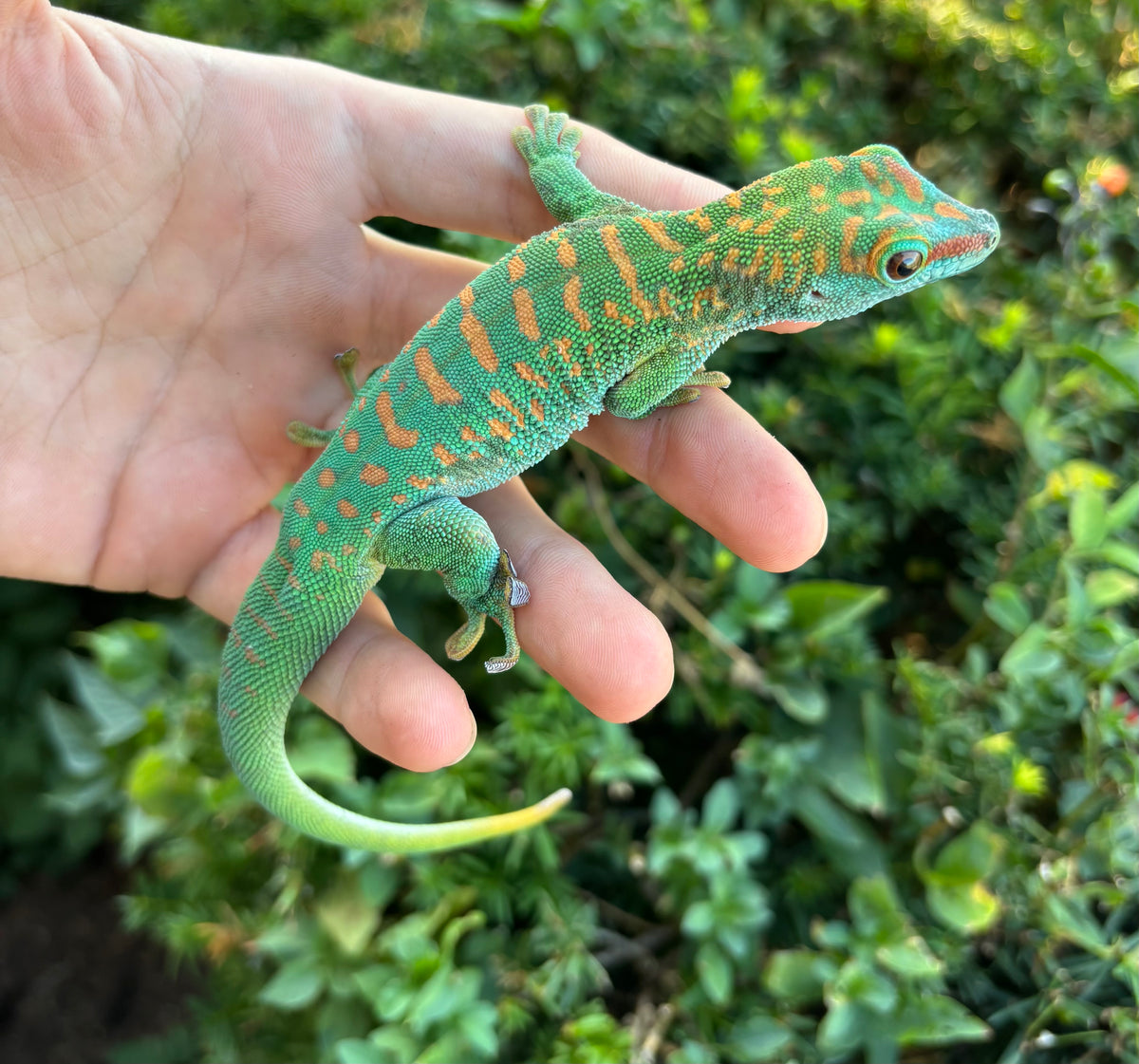 Crimson Day Gecko – Scales and Tails of Ohio