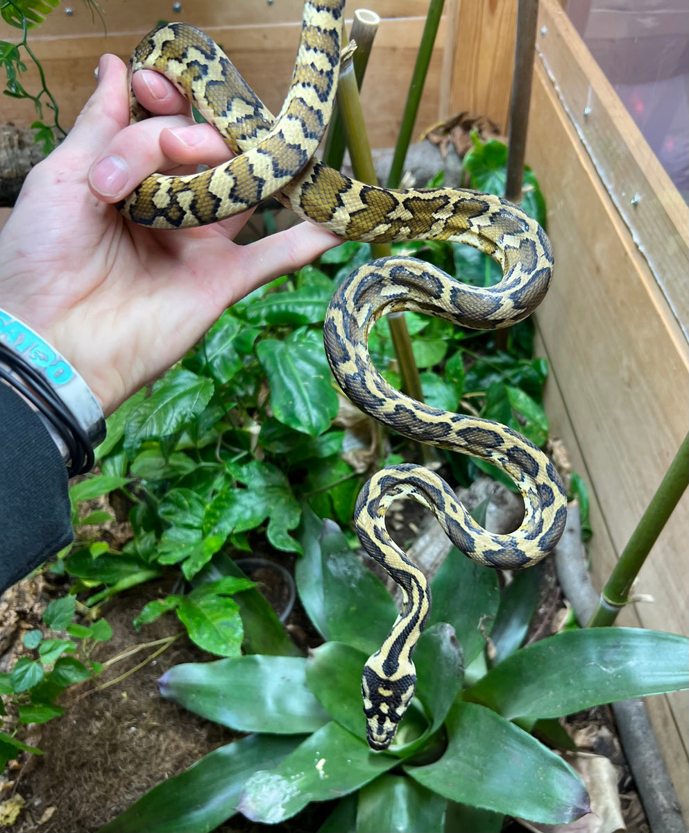 Juvenile Carpet Python (Male 1) – Scales and Tails of Ohio