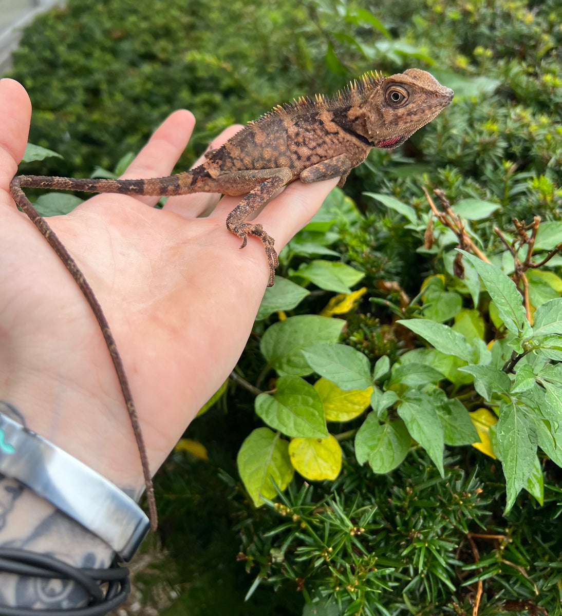 Adult Bell’s Angle-Head Lizard – Scales and Tails of Ohio