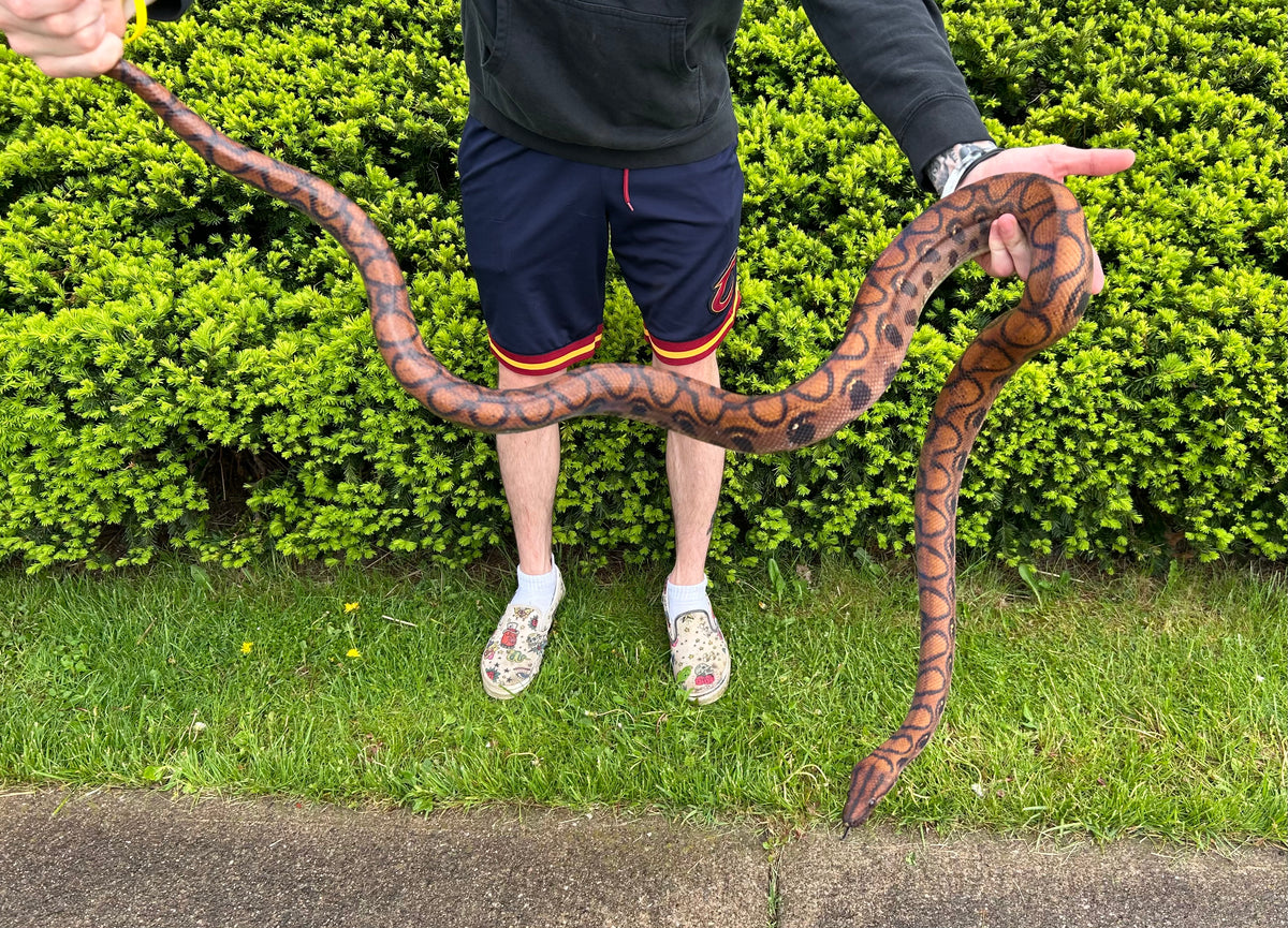 XL Adult Brazilian Rainbow Boa (Female) – Scales and Tails of Ohio