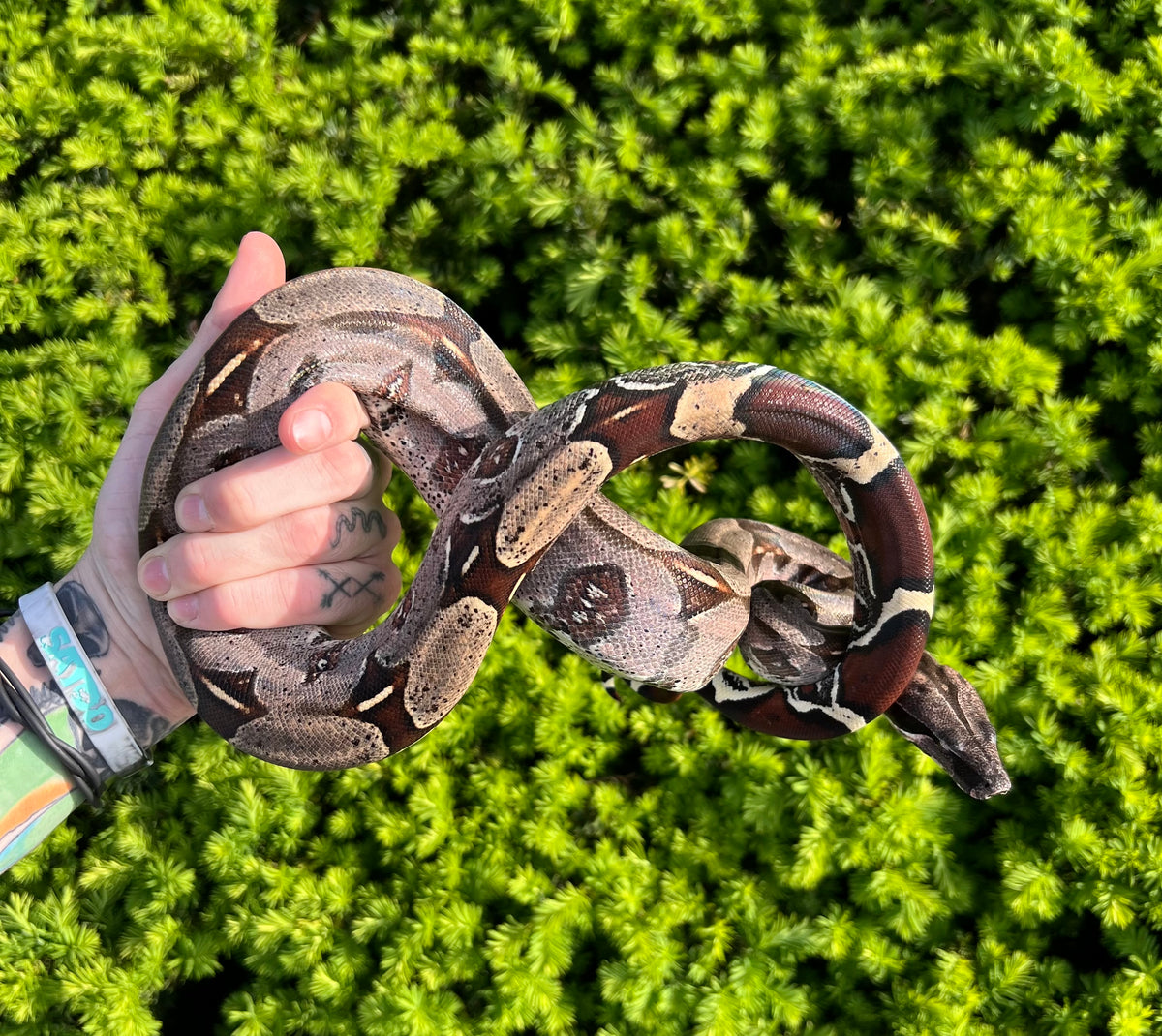 Juvevile Guyana Boa (Male 3) – Scales and Tails of Ohio