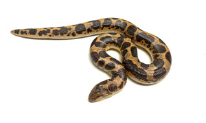 Adult Kenyan Sand Boa (Male) – Scales and Tails of Ohio