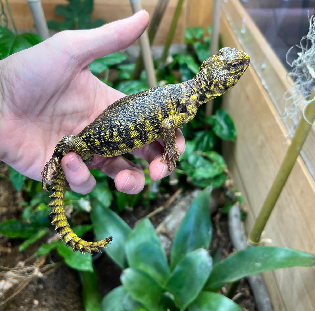 Adult Yellow Uromastyx – Scales and Tails of Ohio