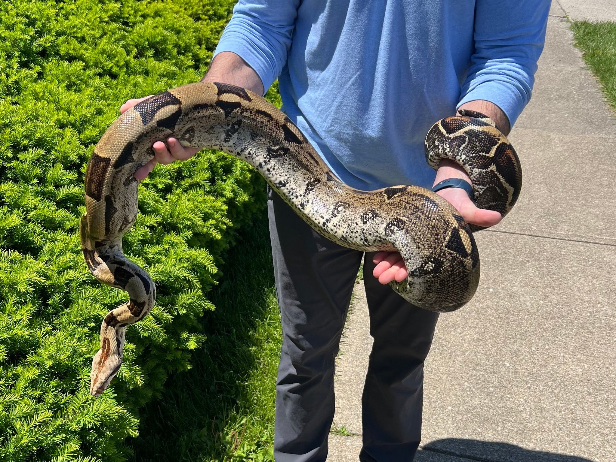 Boas – Page 3 – Scales and Tails of Ohio
