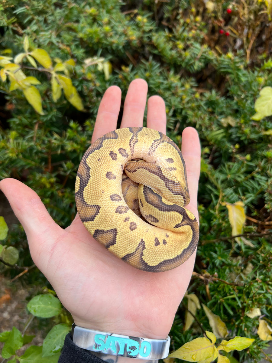 Baby Fire Yellow Belly Clown Ball Python – Scales and Tails of Ohio