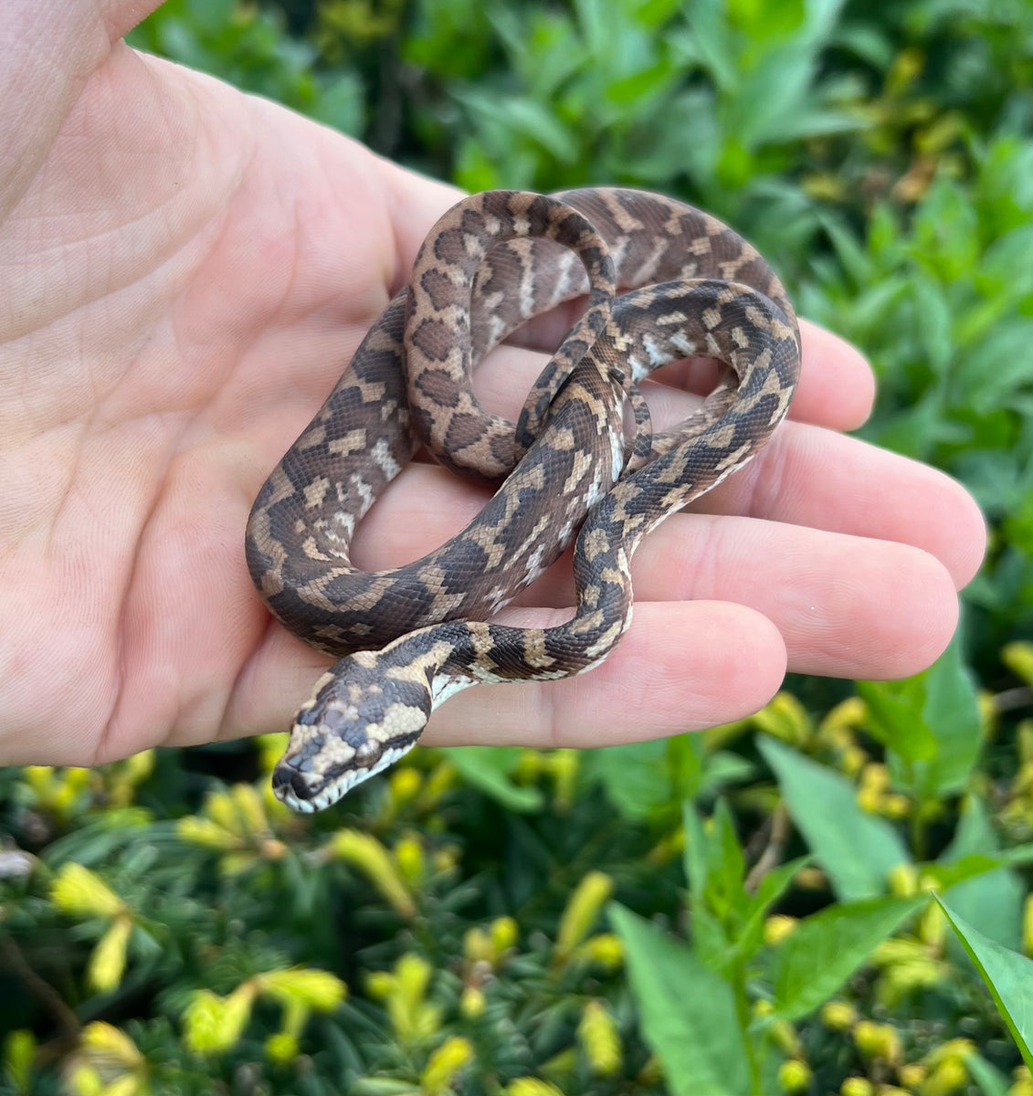 Baby New Guinea Carpet Python (Male) – Scales and Tails of Ohio