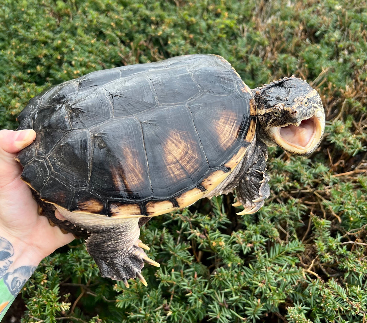 10” Snapping Turtle – Scales and Tails of Ohio