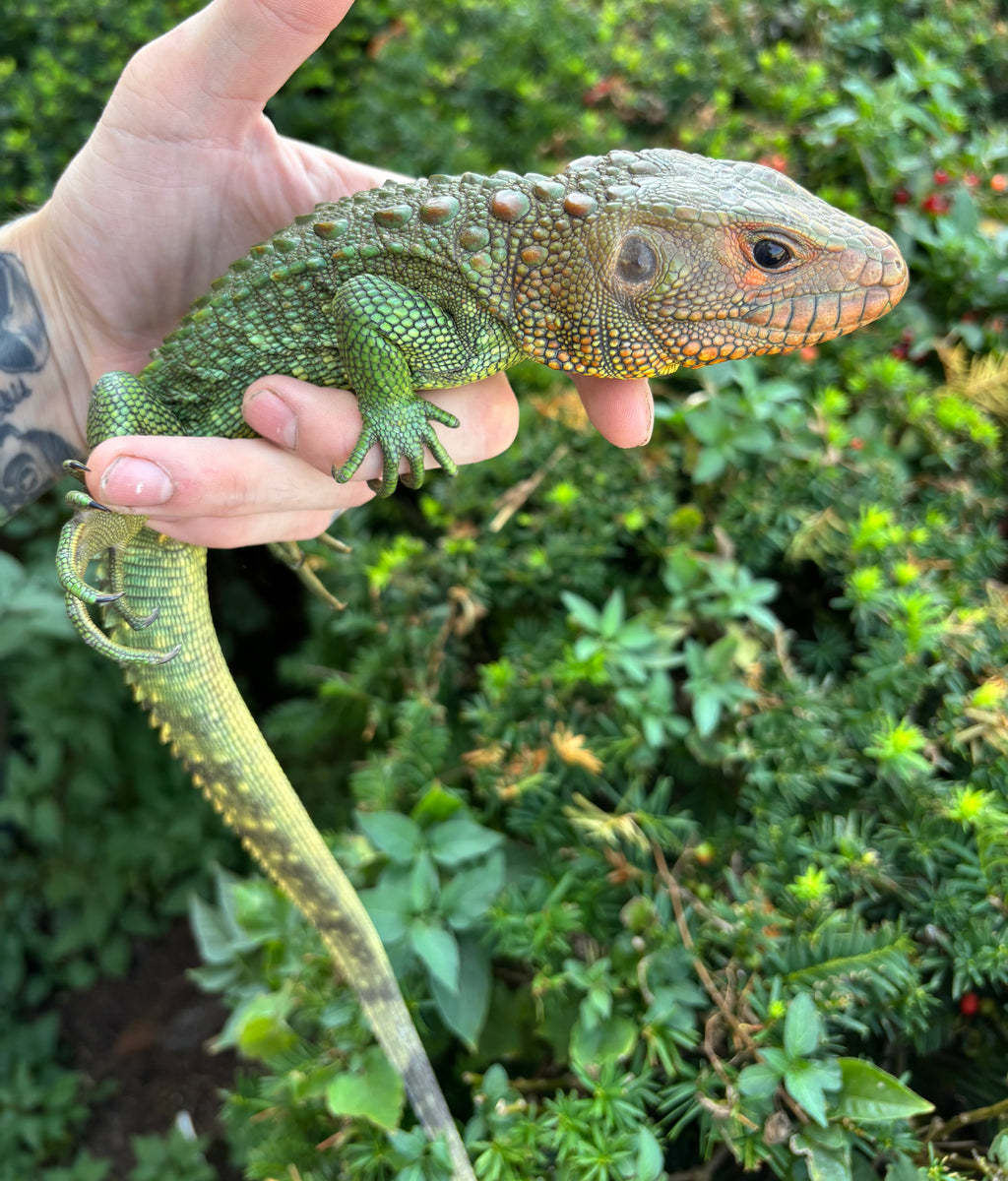 Juvenile Caiman Lizard (1) – Scales and Tails of Ohio