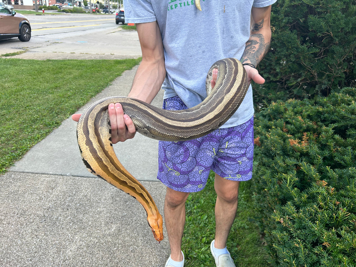 Adult Whitewall Ocelot Borneo Blood Python (Female) – Scales and Tails ...