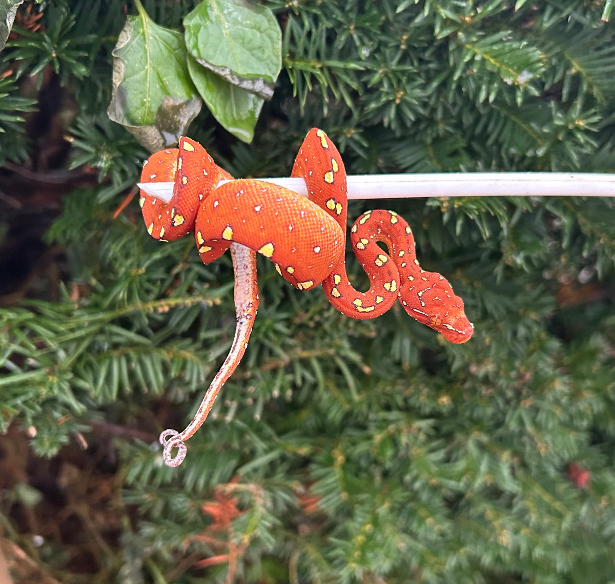 Baby Red/Maroon Biak Green Tree Python (5) – Scales and Tails of Ohio