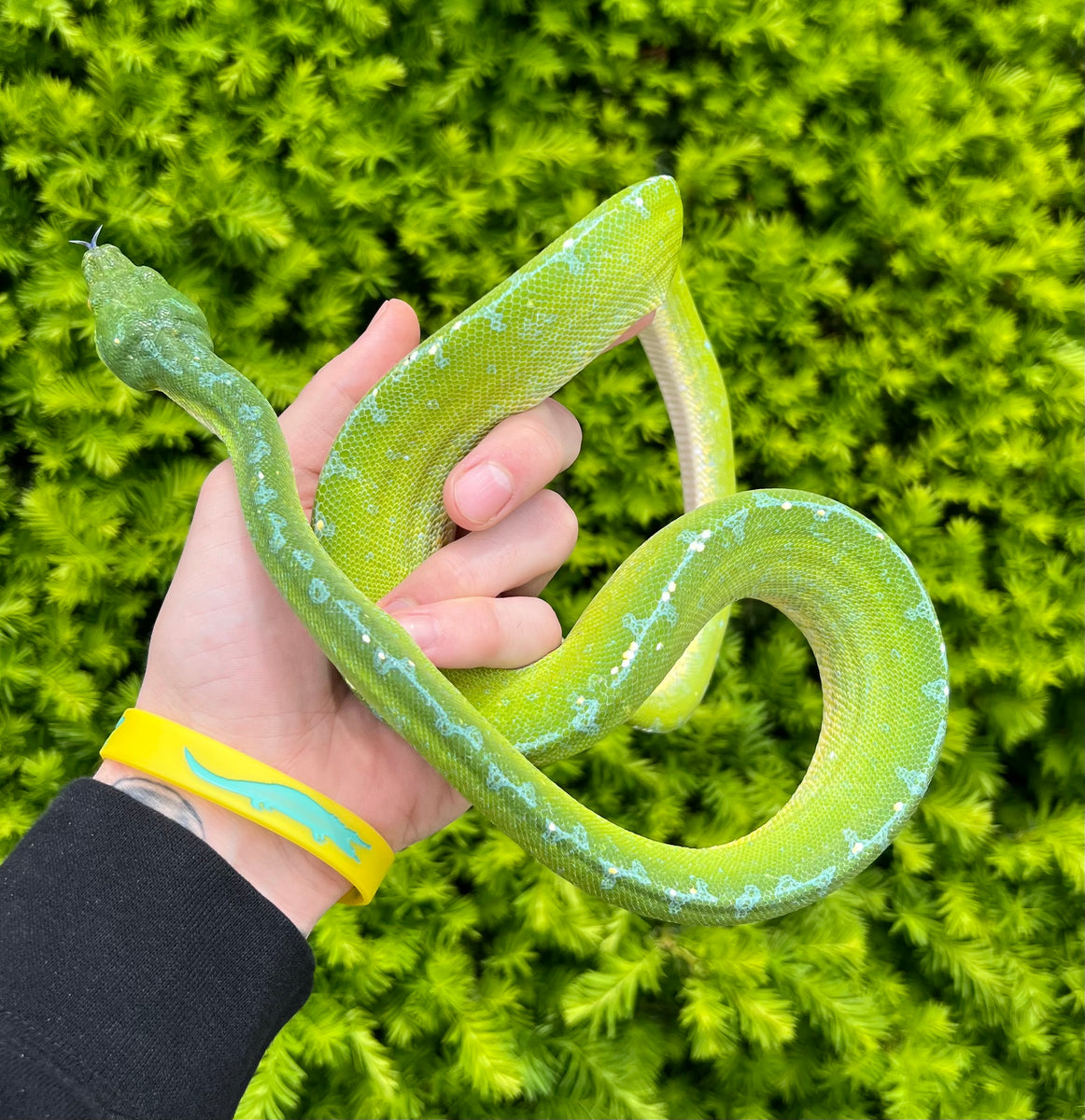 Adult Sorong Green Tree Python (Male 1) – Scales and Tails of Ohio