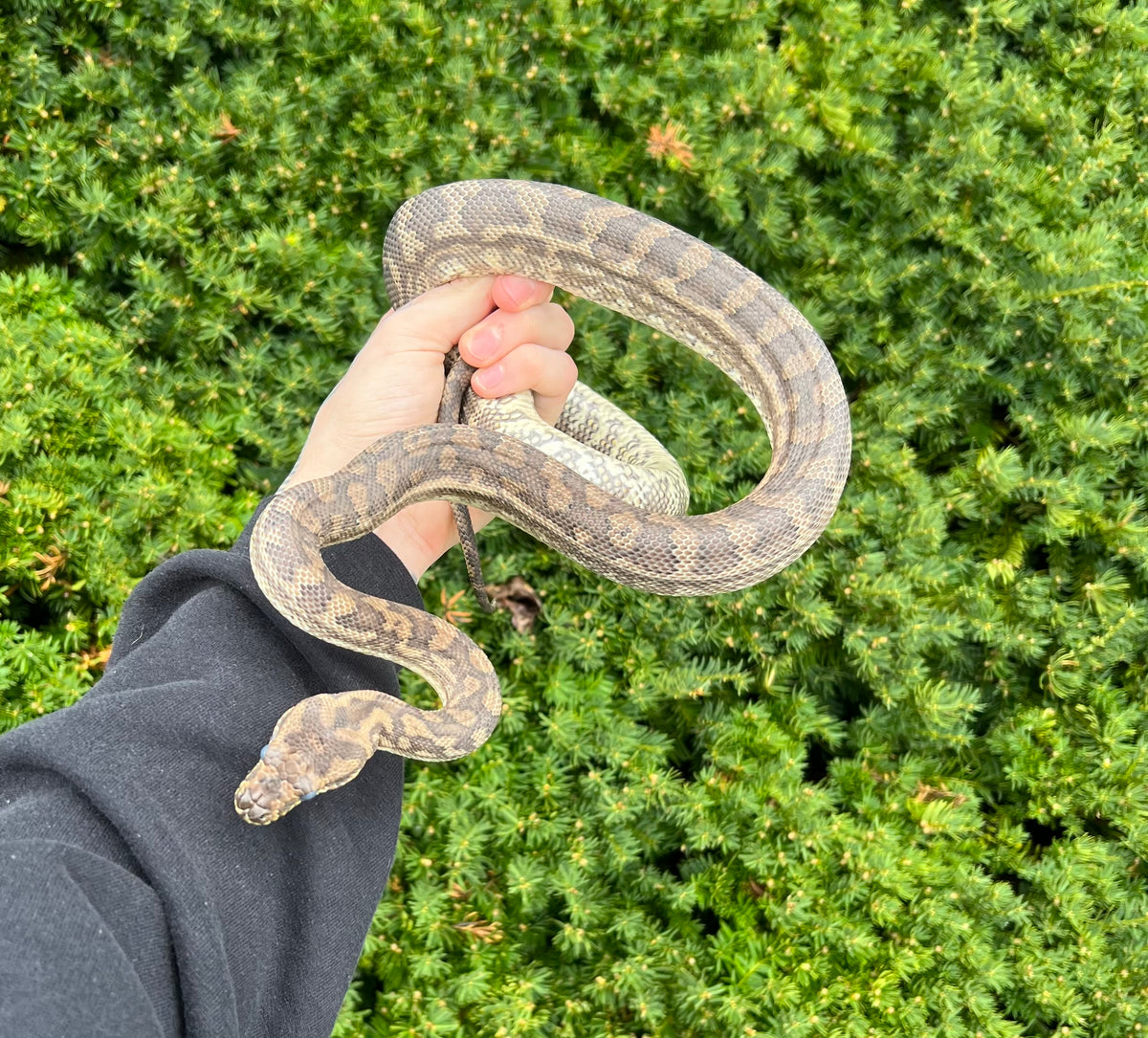 Sub-Adult Coastal Carpet Python (Female) – Scales and Tails of Ohio