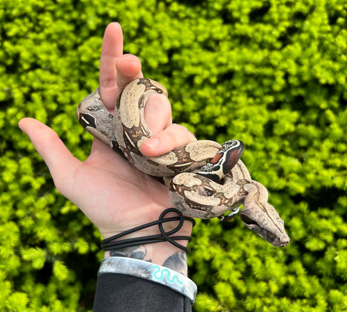 Boas – Scales and Tails of Ohio