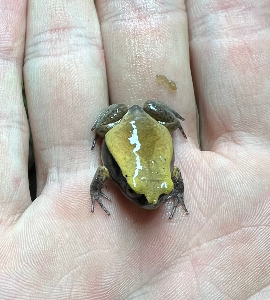 Baby Tomato Frog – Scales and Tails of Ohio