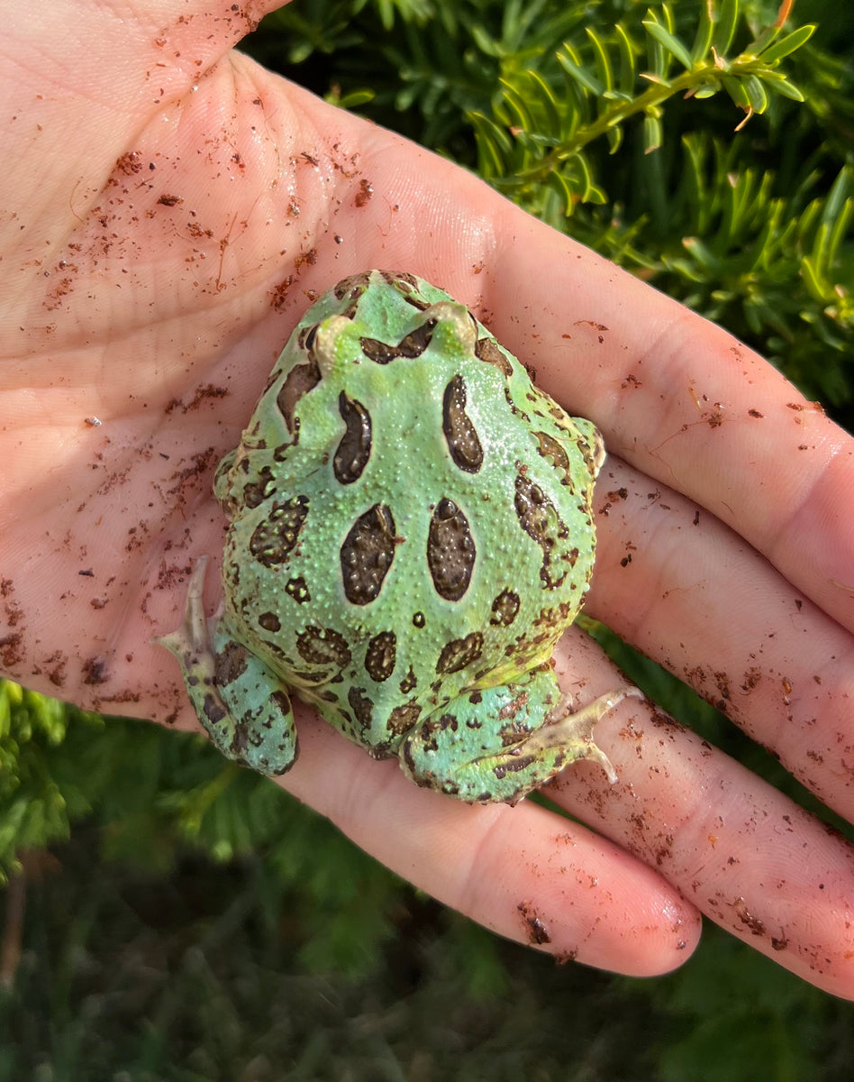 Juvenile Pac Man Frog (1) – Scales and Tails of Ohio