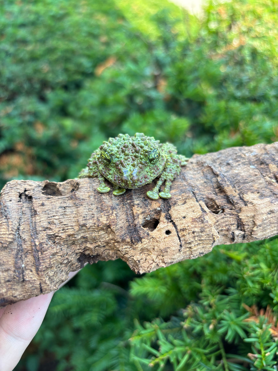Adult Vietnamese Mossy Frog – Scales and Tails of Ohio