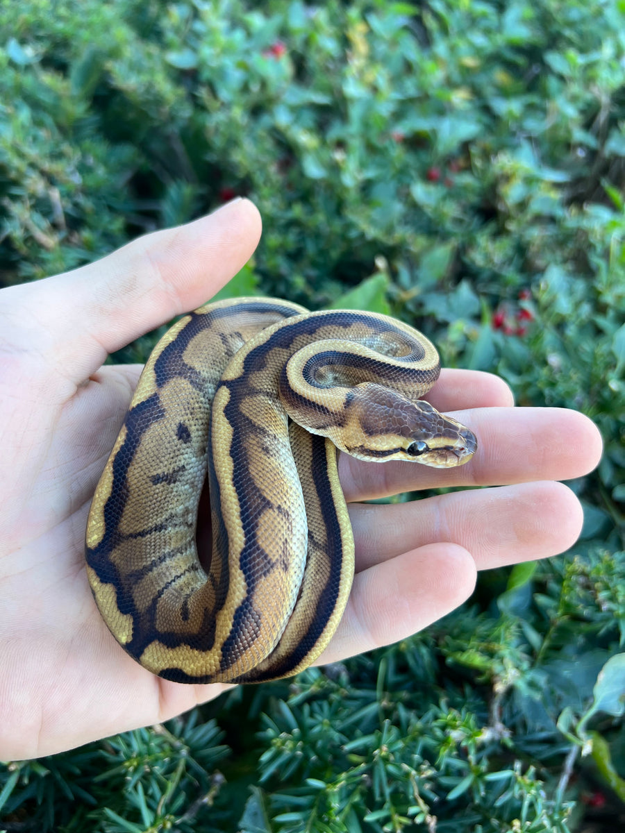 Baby Genetic Stripe Ball Python (Male) – Scales and Tails of Ohio