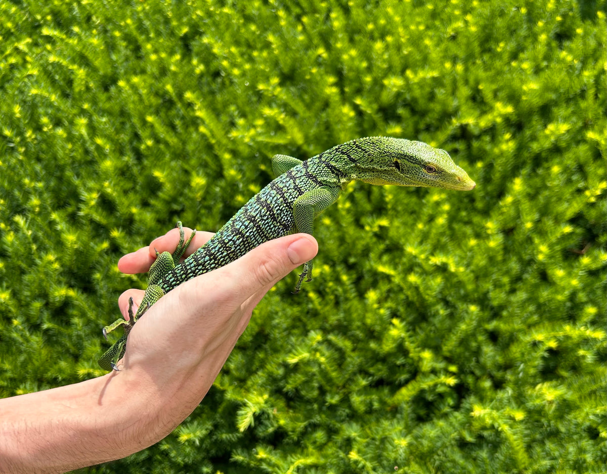Adult Green Tree Monitor (Male 1) – Scales and Tails of Ohio