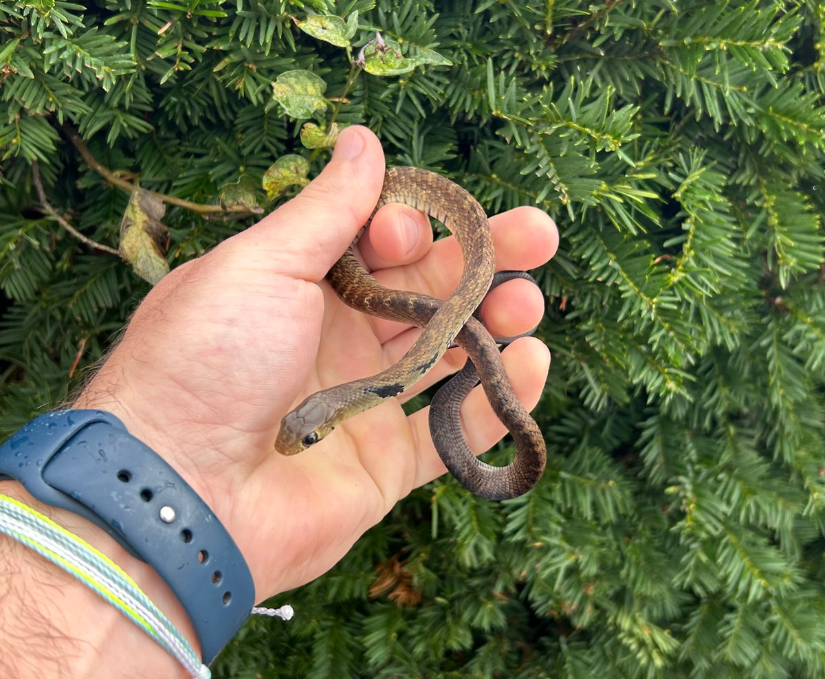 Baby Black-Tailed Cribo (Female 1) – Scales and Tails of Ohio