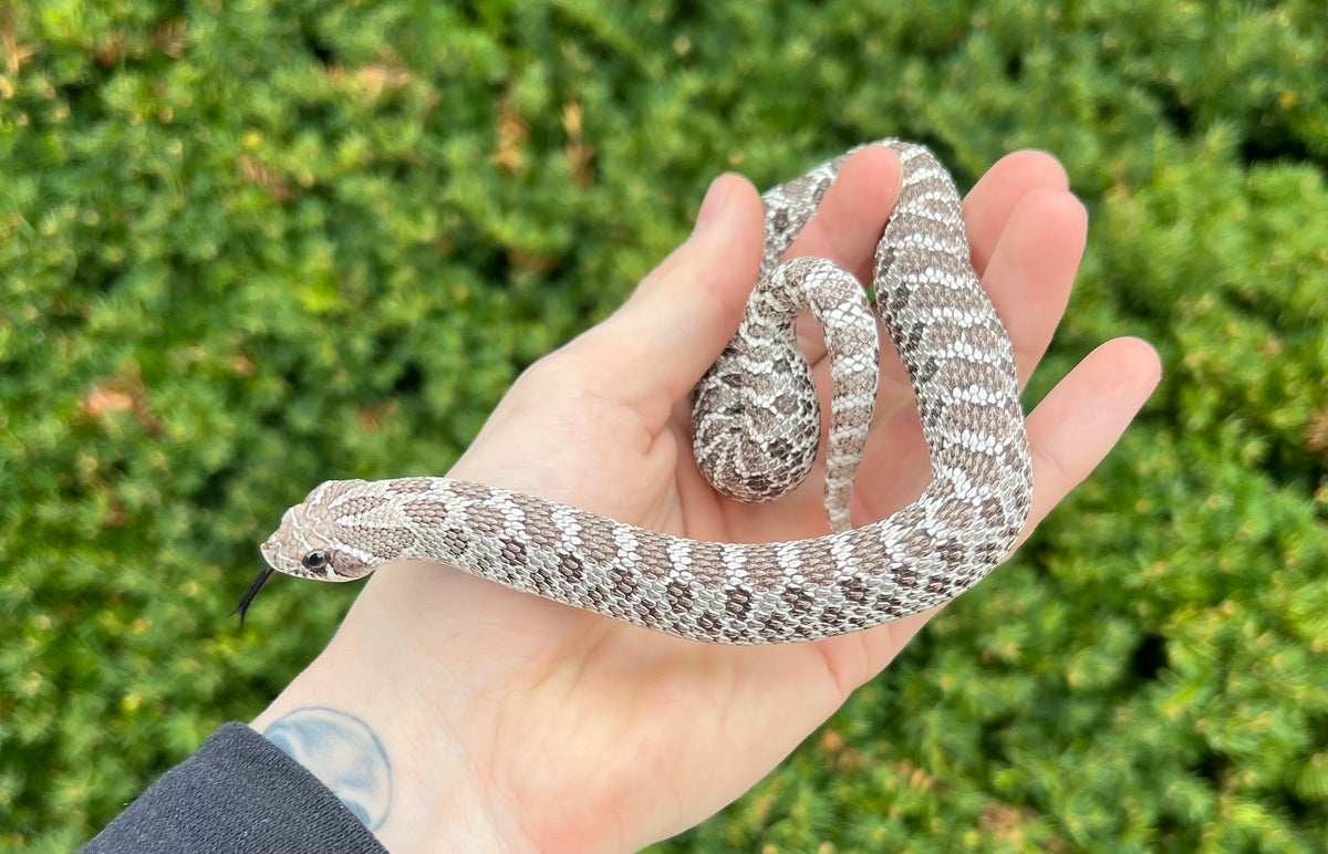 Adult Axanthic Western Hognose Snake (Male) – Scales and Tails of Ohio