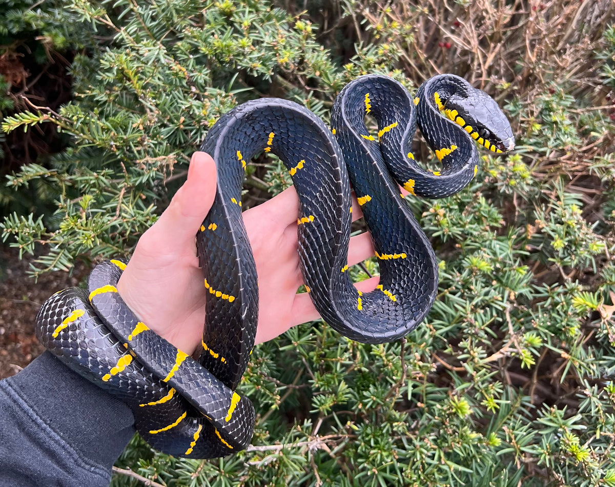 Adult Malaysian Mangrove Snake (Male 1) – Scales and Tails of Ohio