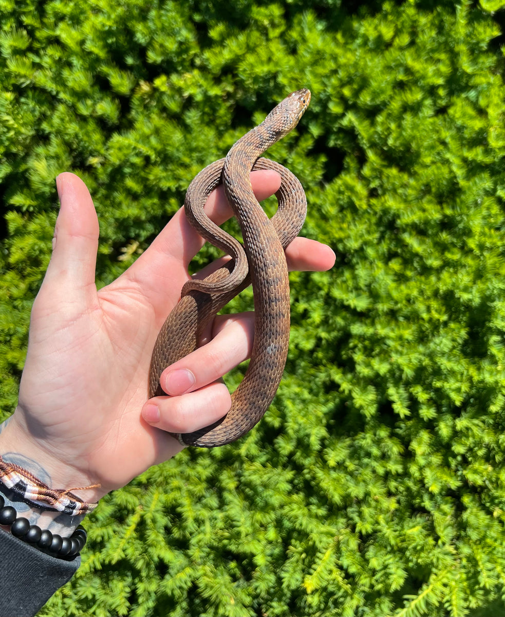 Sub-Adult Banded Water Snake (Male 2) – Scales and Tails of Ohio