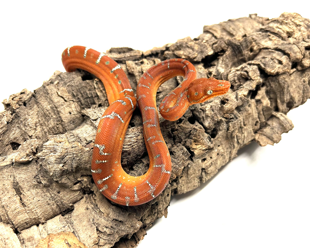 Baby Emerald Tree Boa (1) – Scales and Tails of Ohio