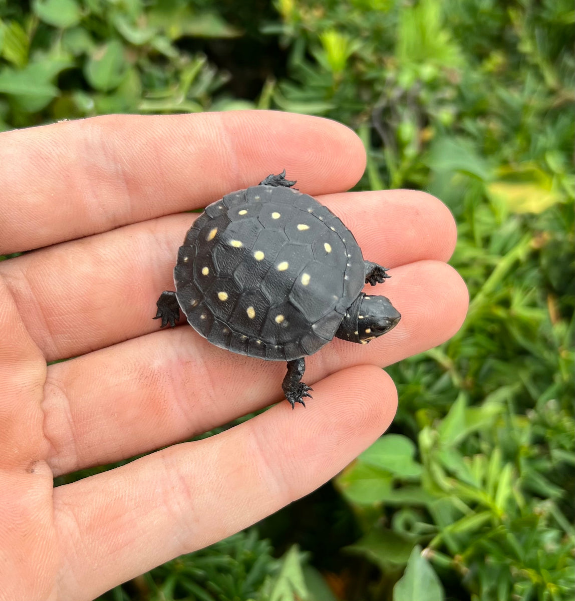 Baby Spotted Turtle (5) – Scales and Tails of Ohio