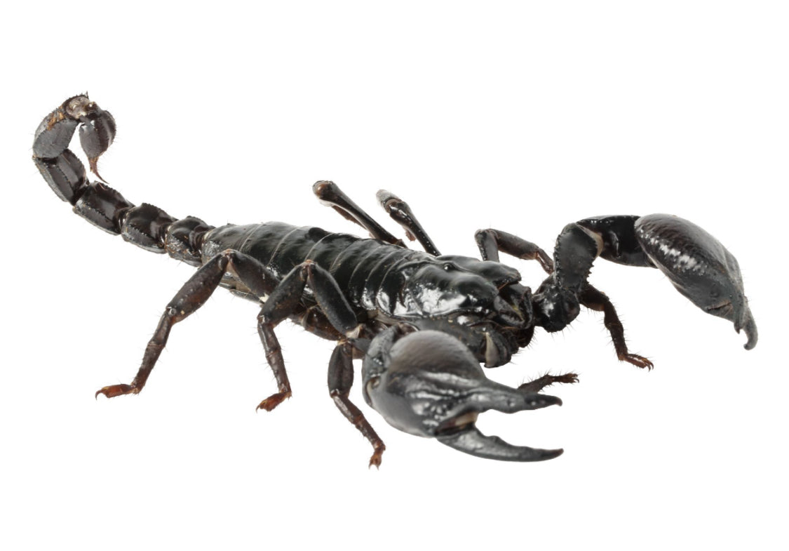 Asian Forest Scorpion – Scales and Tails of Ohio