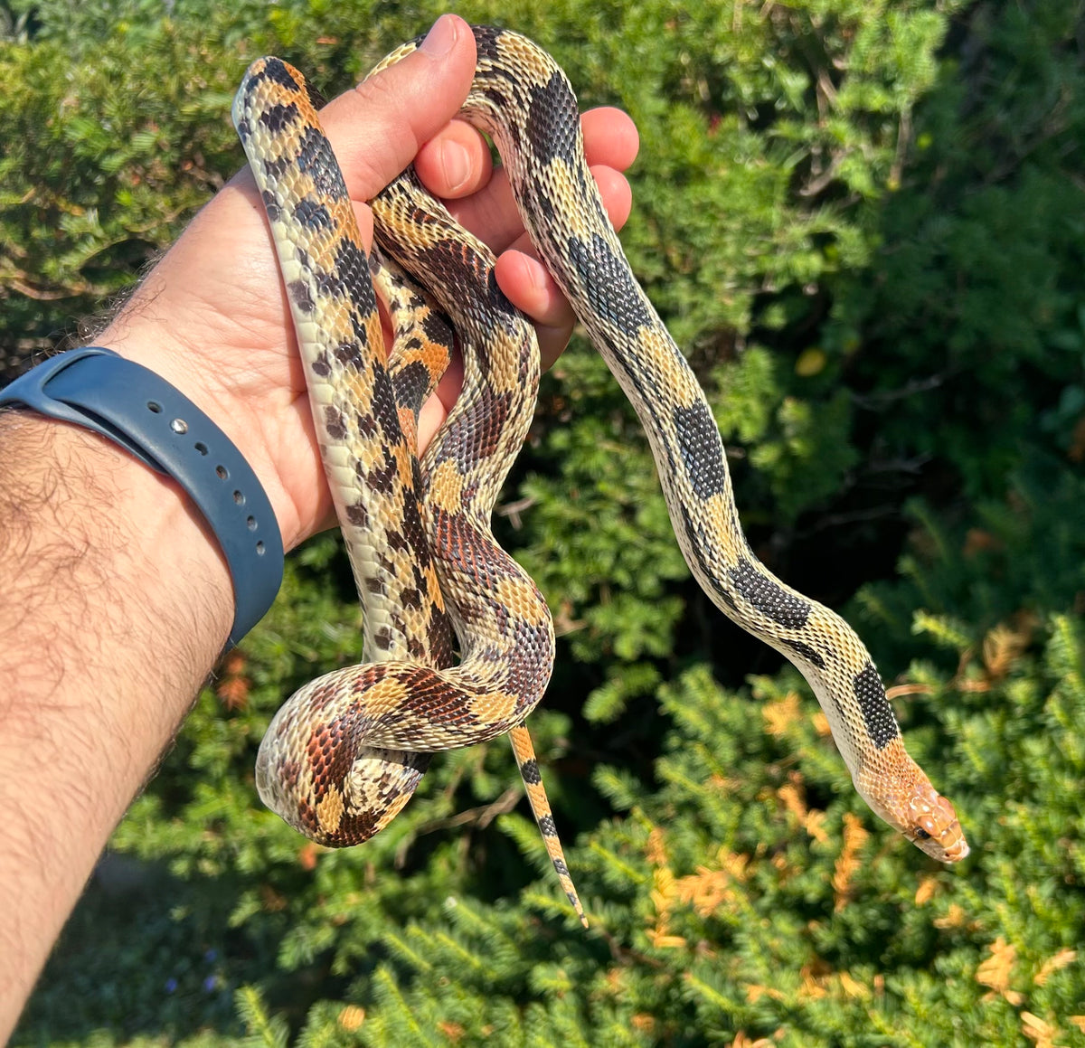 Sub-Adult Mexican Pine Snake (Female) – Scales and Tails of Ohio