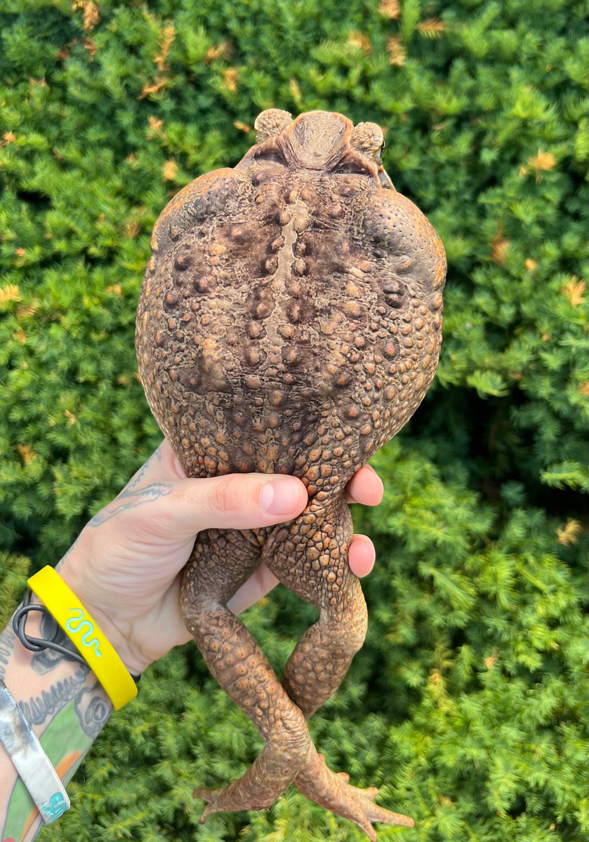 XL Cane Toad – Scales and Tails of Ohio