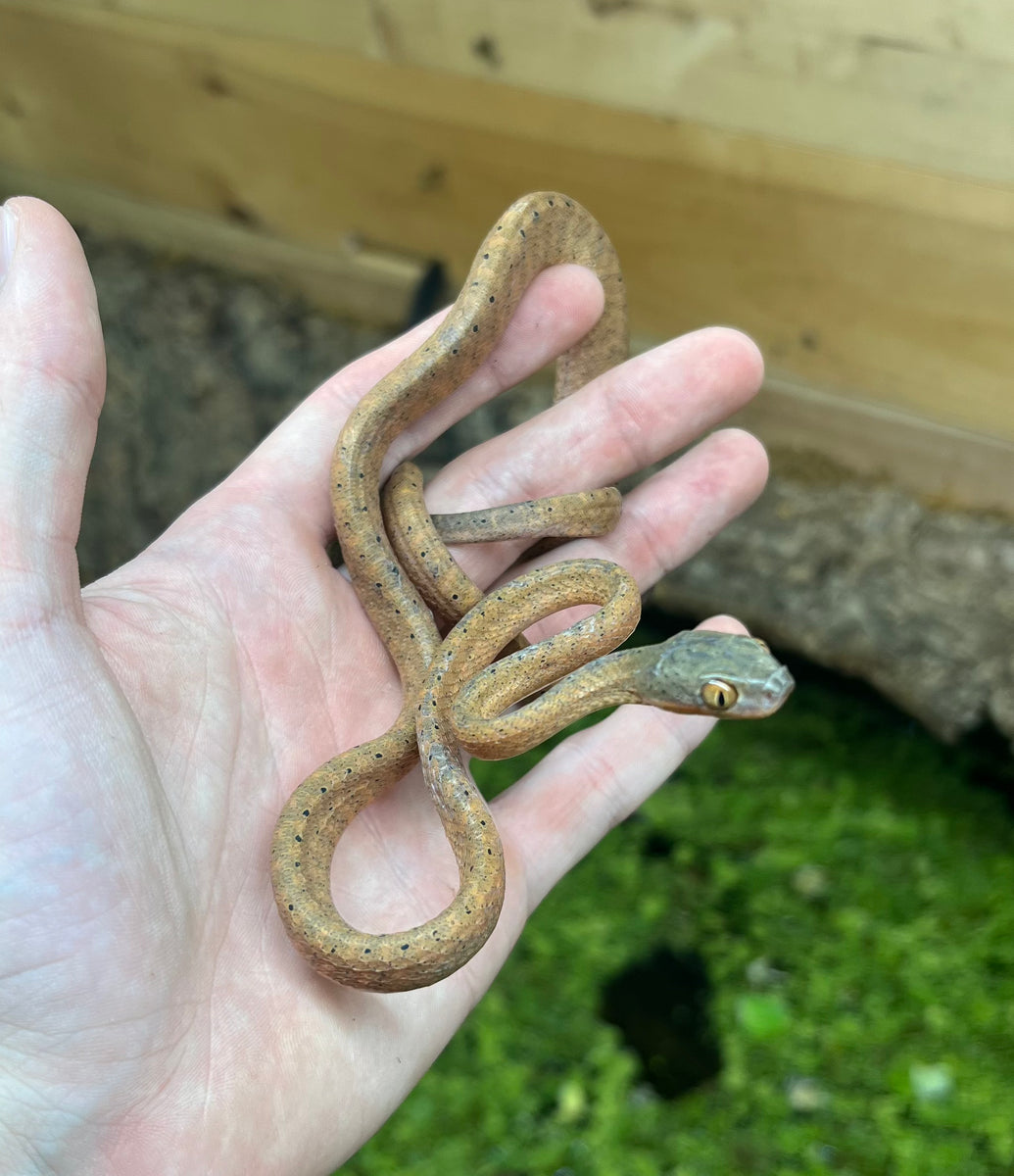 Juvenile Malaysian Black-Headed Cat Snake – Scales and Tails of Ohio