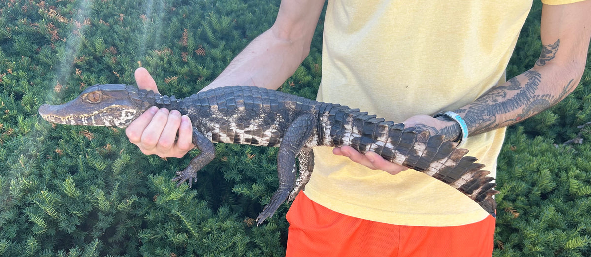 Juvenile Cuvier's Dwarf Caiman – Scales and Tails of Ohio
