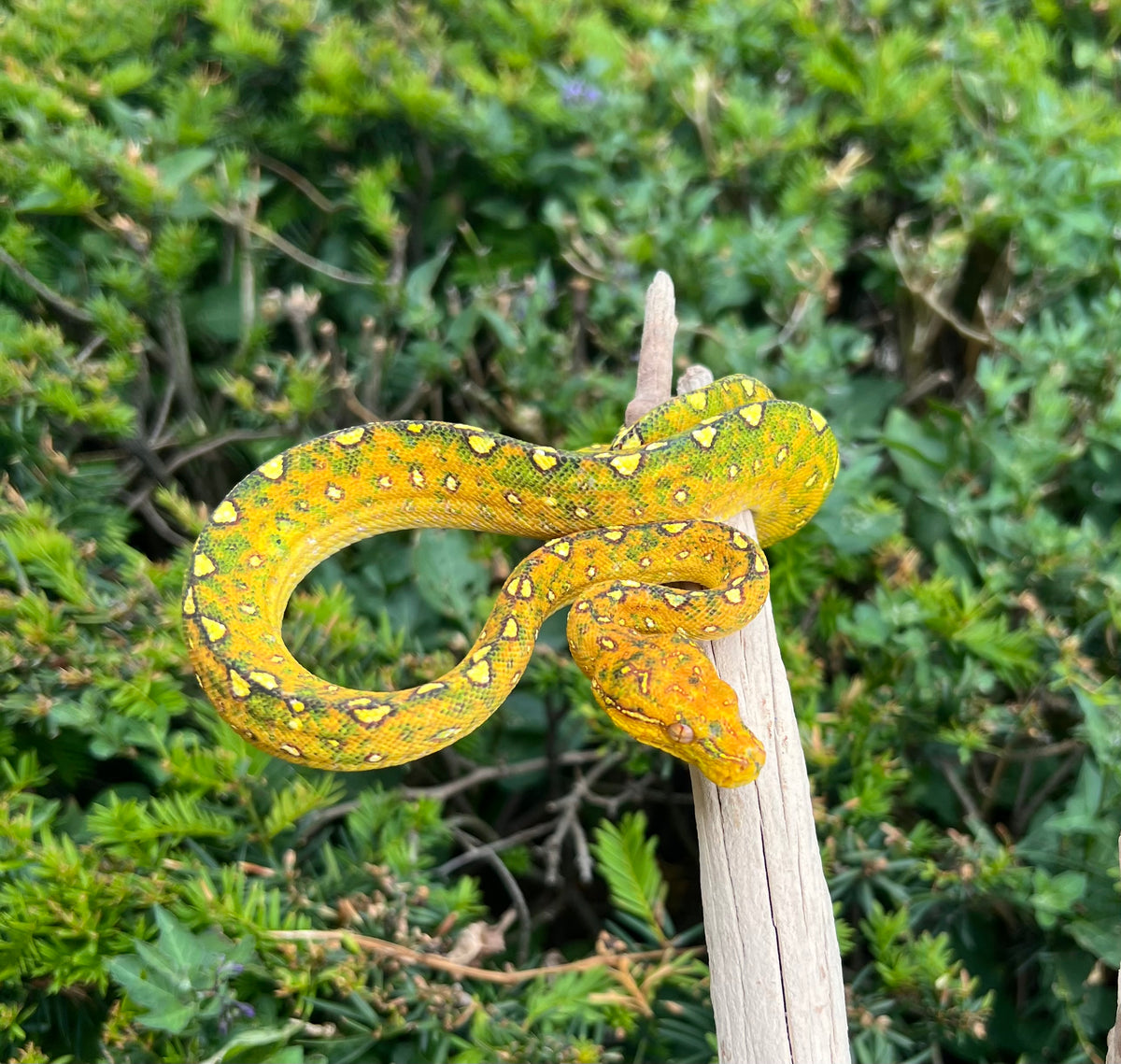 Baby Biak Green Tree Python (7) – Scales and Tails of Ohio