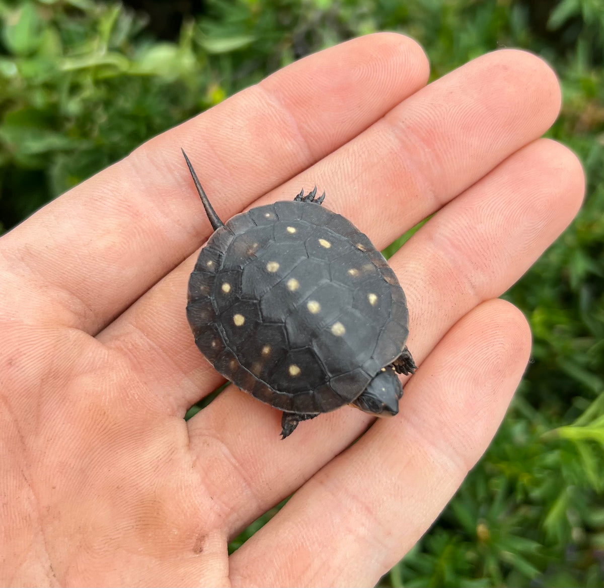 Baby Spotted Turtle (6) – Scales and Tails of Ohio