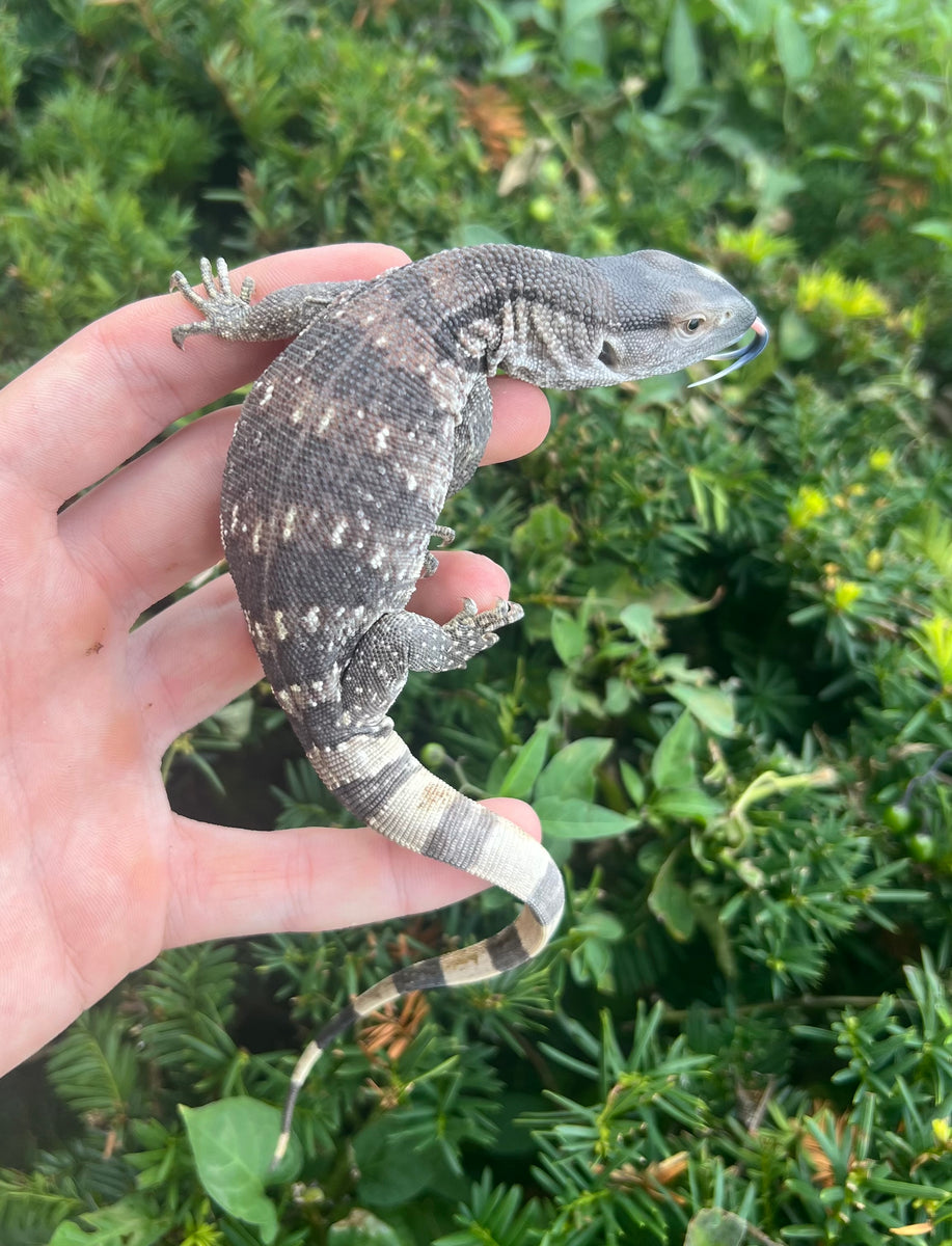 Baby White Throat Monitor (1) – Scales and Tails of Ohio
