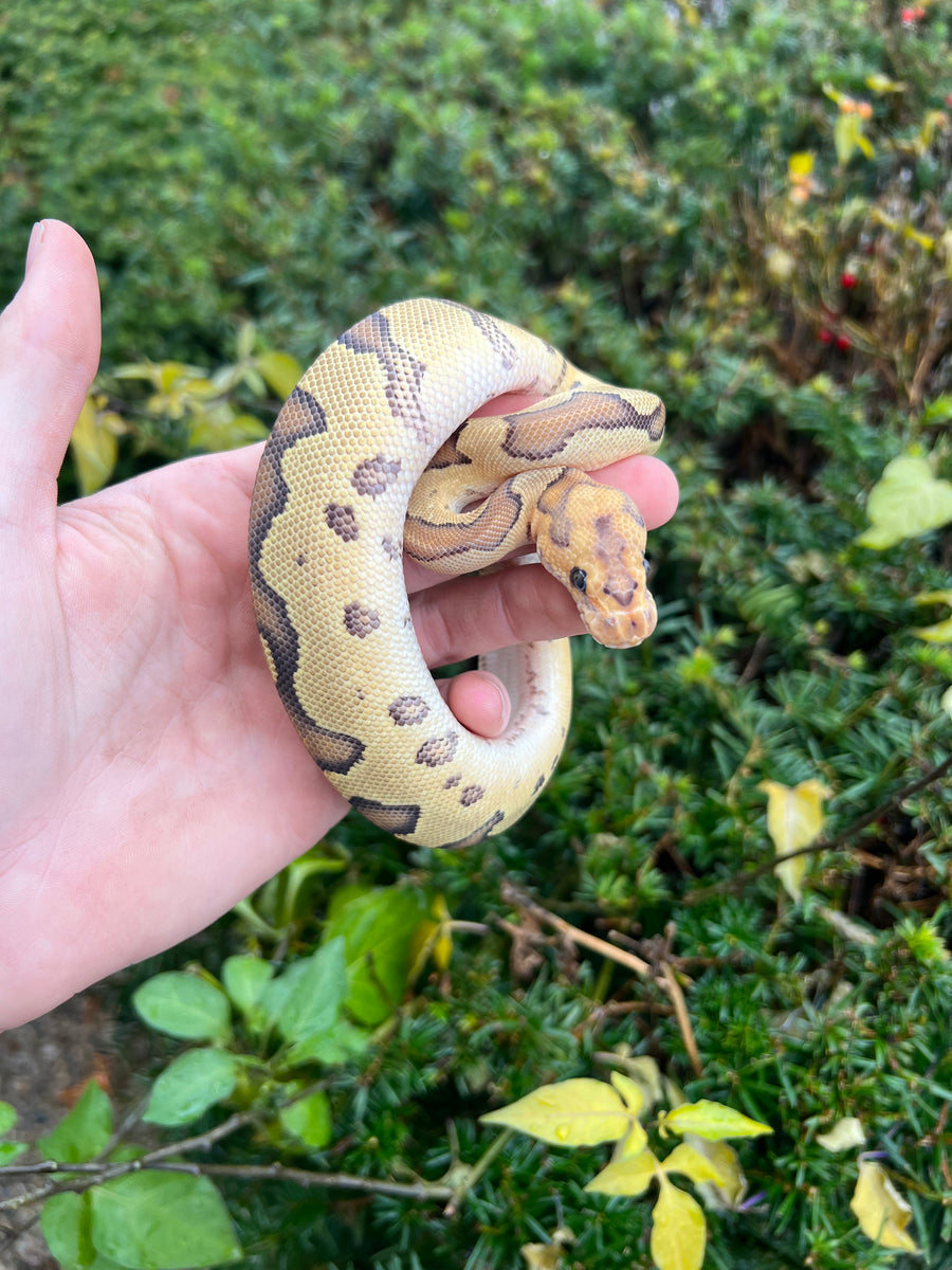Baby Fire Yellow Belly Clown Ball Python – Scales and Tails of Ohio