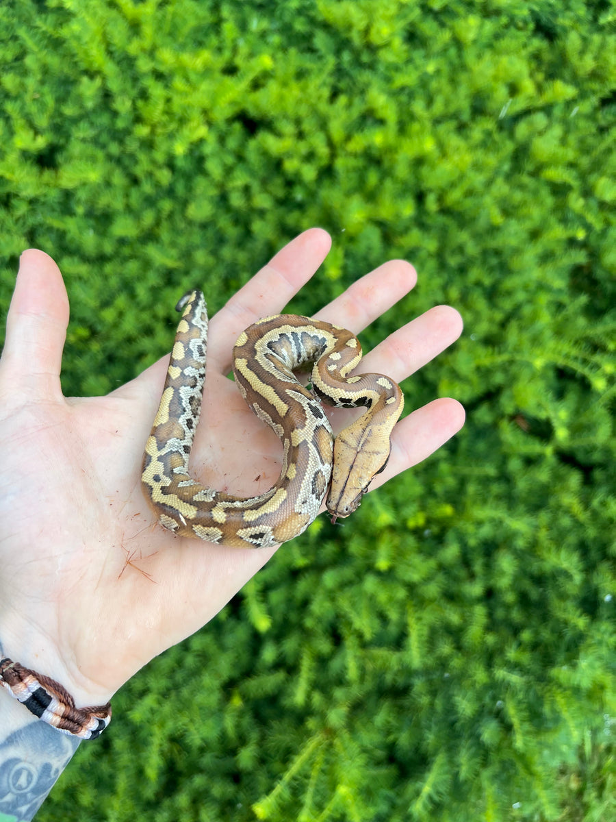 Baby Red Blood Python – Scales and Tails of Ohio