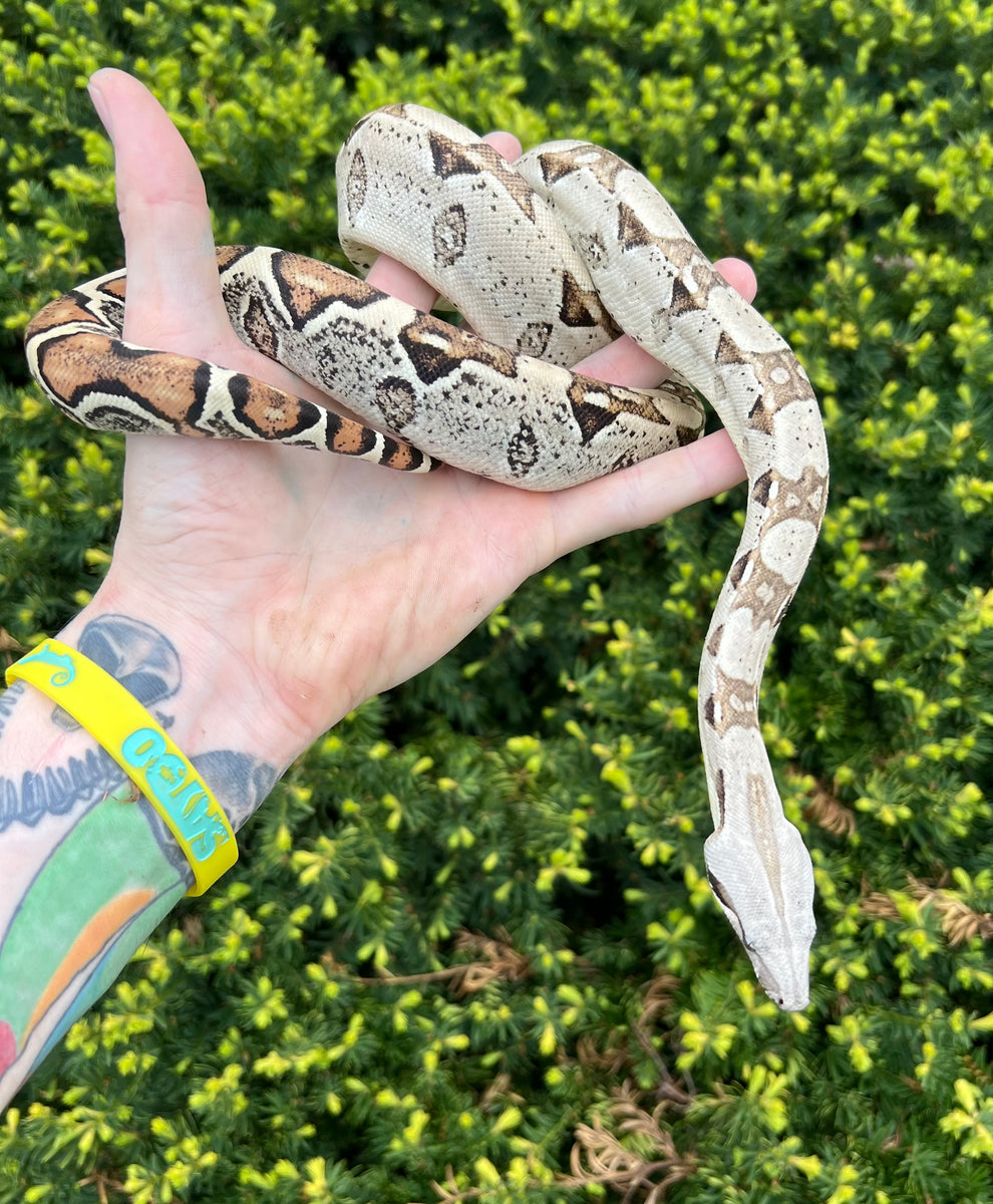 Adult Columbian Red-Tailed Boa Constrictor (Male) – Scales and Tails of ...