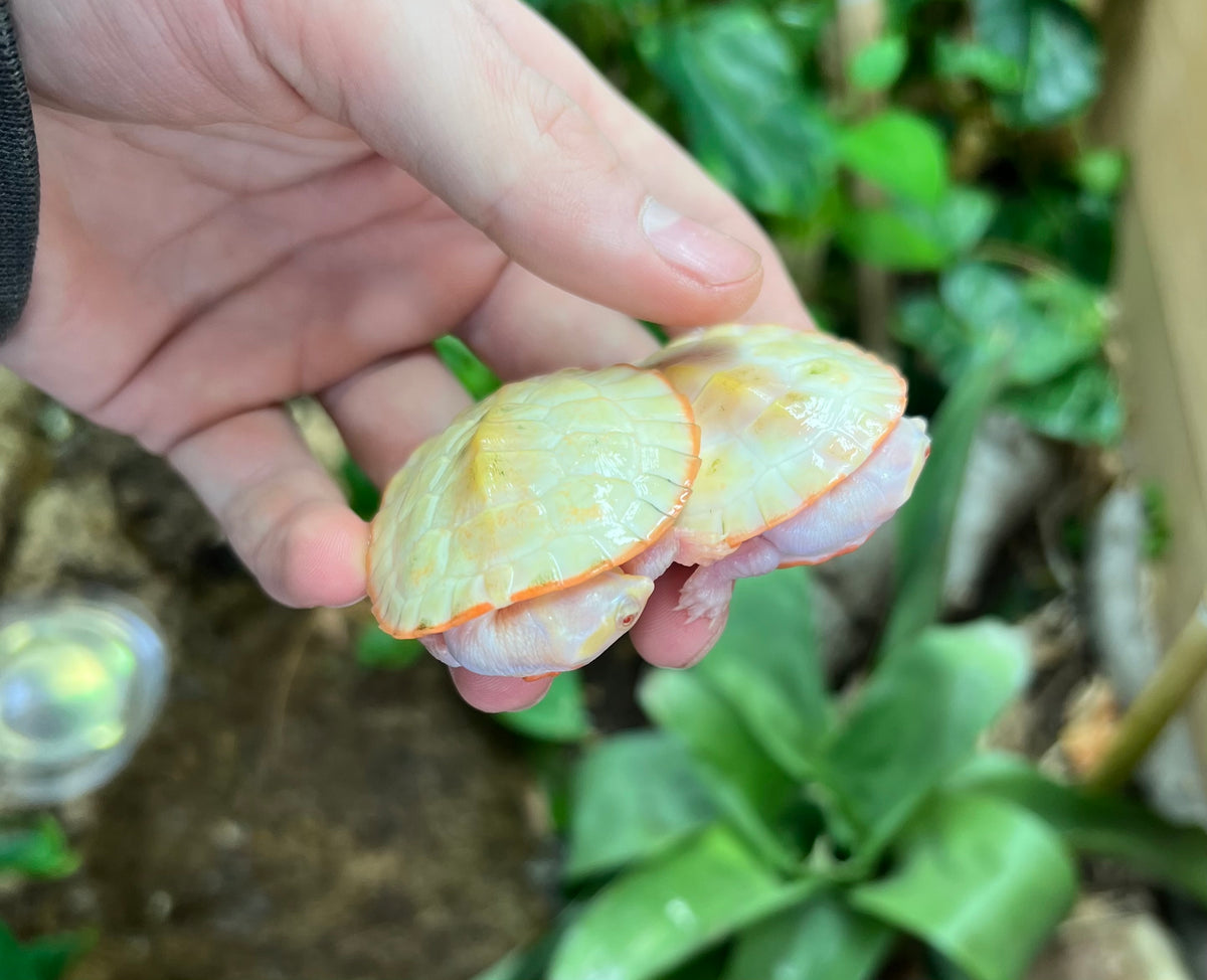 Baby Albino Pink-Bellied Sideneck Turtle – Scales and Tails of Ohio
