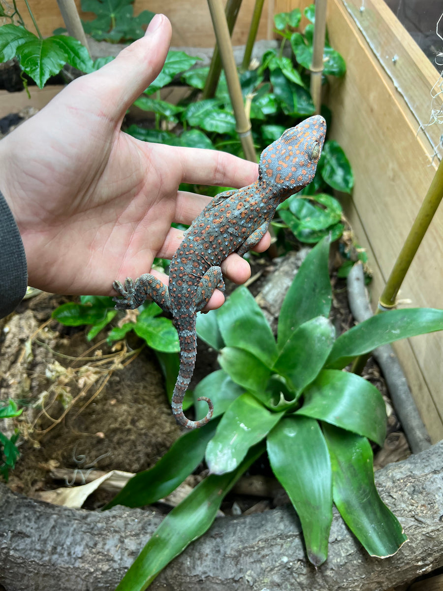 Adult Tokay Gecko – Scales and Tails of Ohio