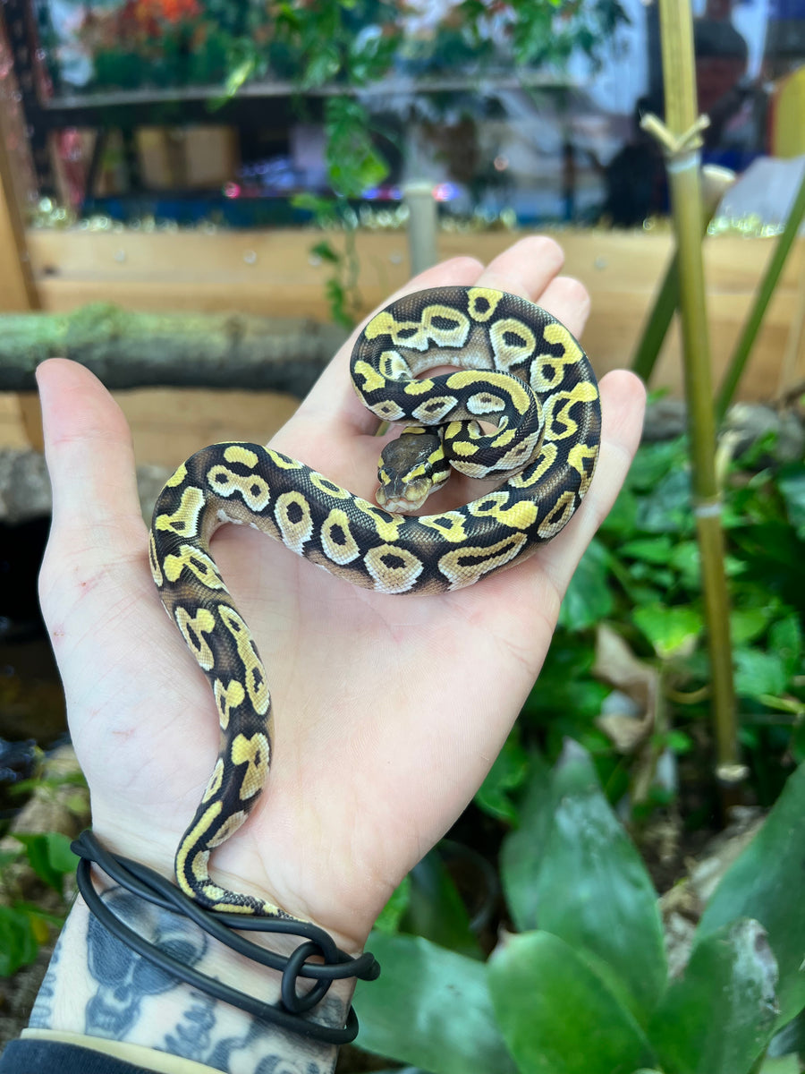 Baby Mojave Ball Python (Male) – Scales and Tails of Ohio