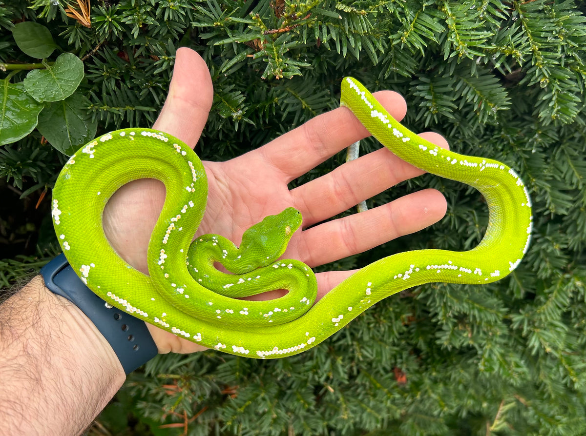 ‘Exceptional’ Adult Aru Green Tree Python (Male) – Scales and Tails of Ohio