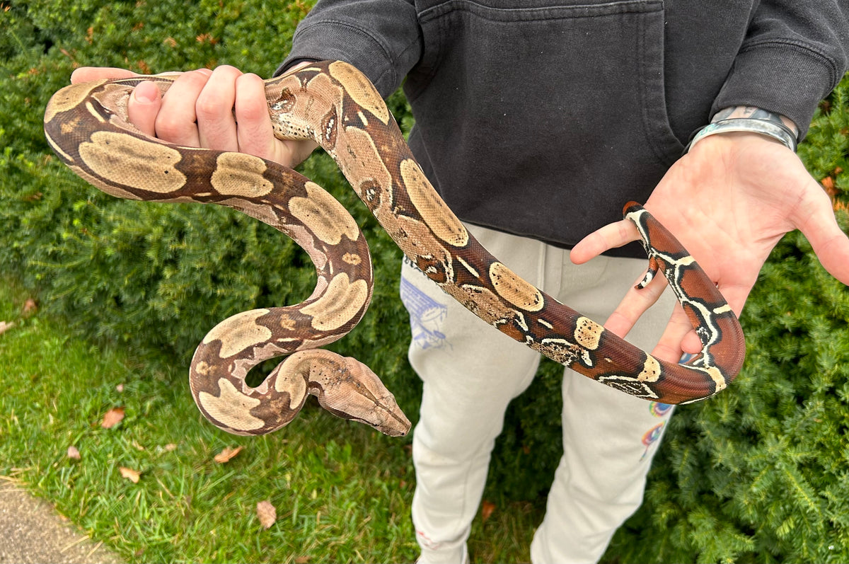 Juvenile Suriname Boa (Male 1) – Scales and Tails of Ohio