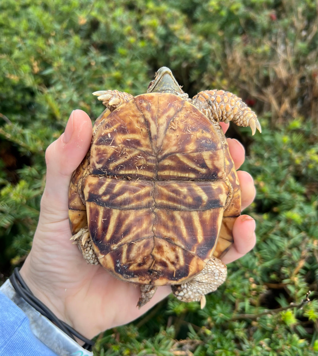 Adult Ornate Box Turtle (Male 1) – Scales and Tails of Ohio