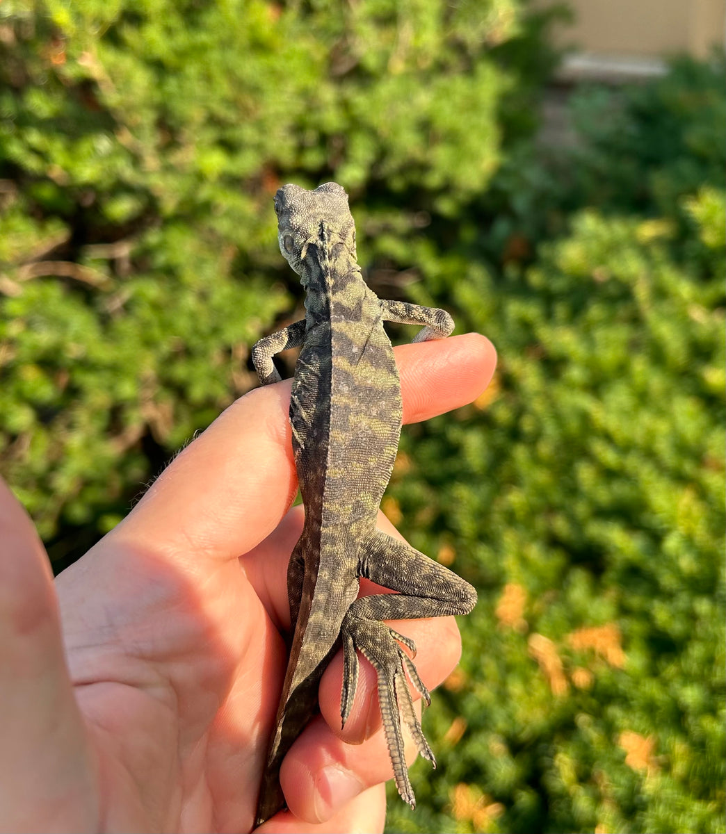 Baby Giant Sailfin Dragon – Scales and Tails of Ohio